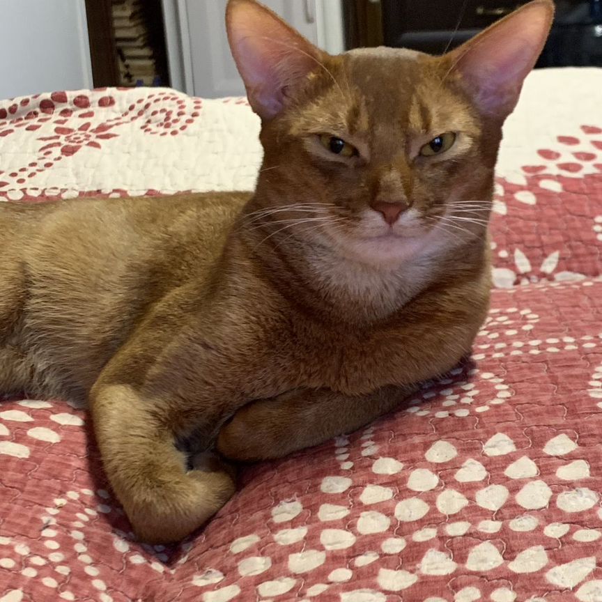 Вбиссинский кот сорель