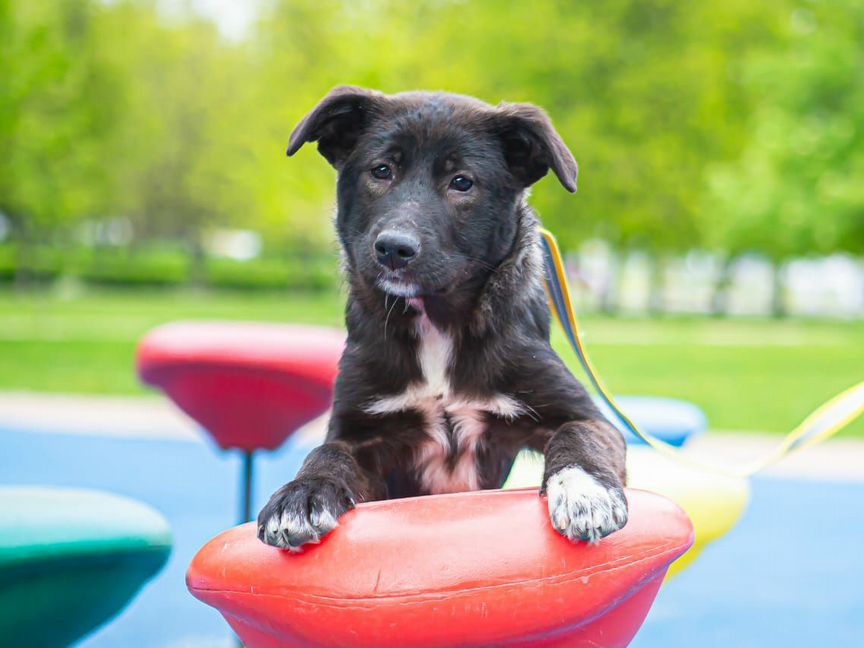 Щенок, девочка в добрые руки