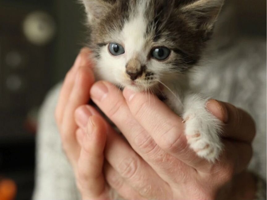 Котенок мальчик 1,5 месяца