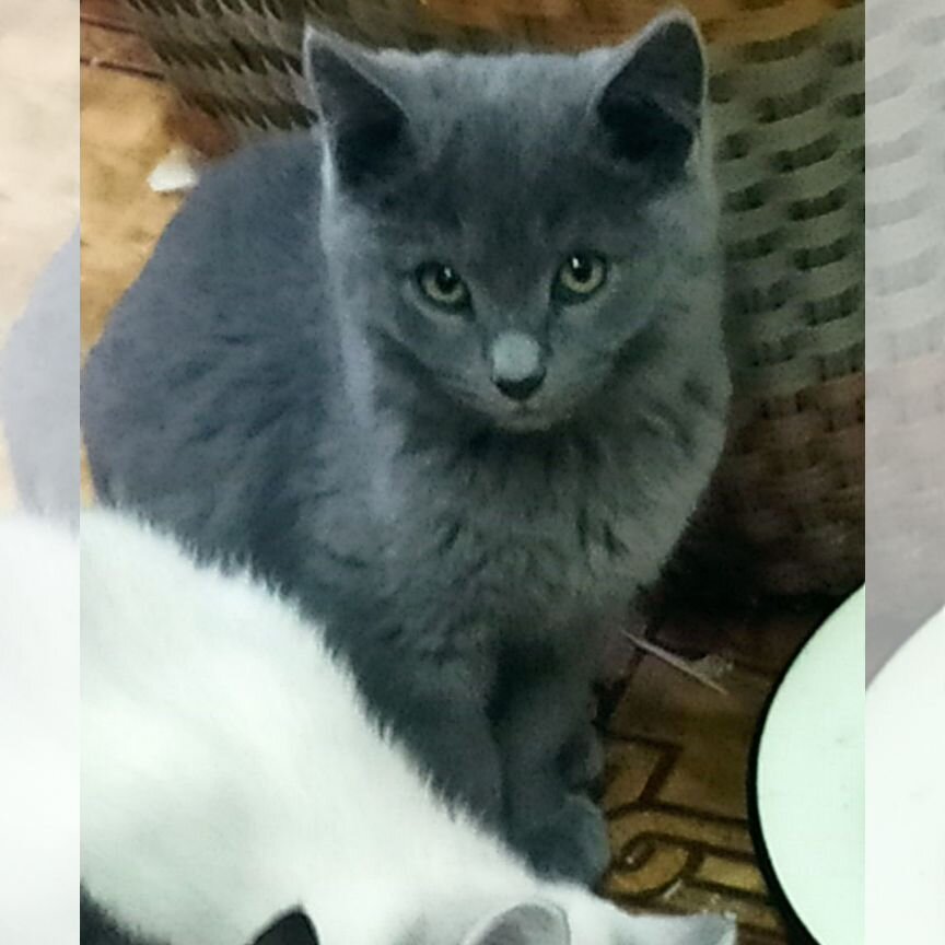 Котёнок в добрые руки