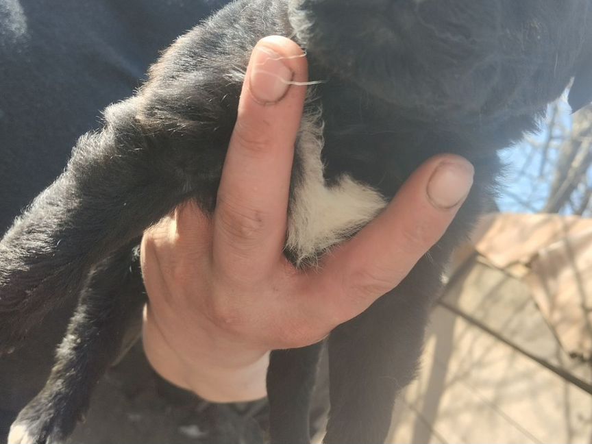 Щенки. Смесь пуделя и дворняги