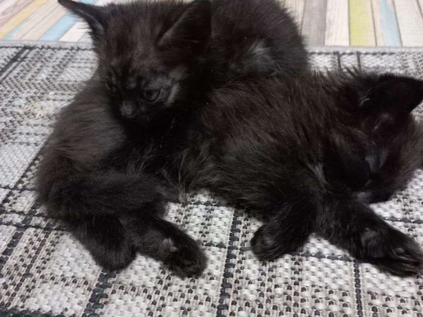 Кошка