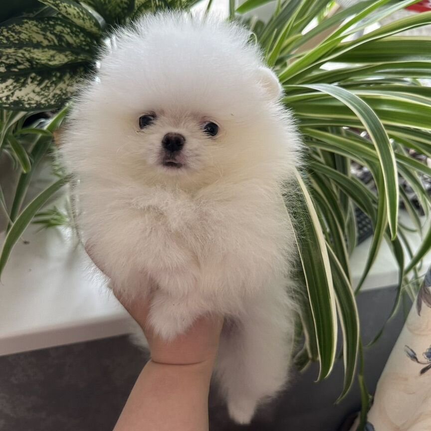 Померанский шпиц, щенок