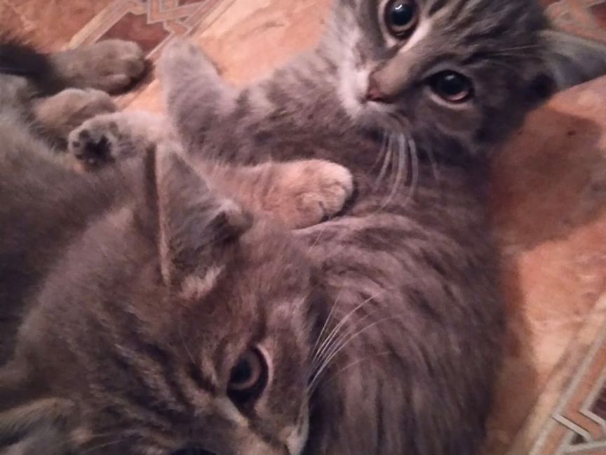 Котята от кошки мышеловки даром