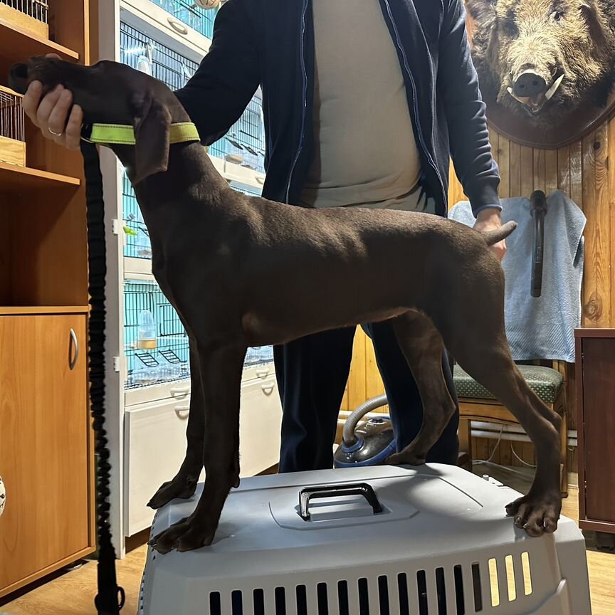 Щенок курцхара. Итальянские крови