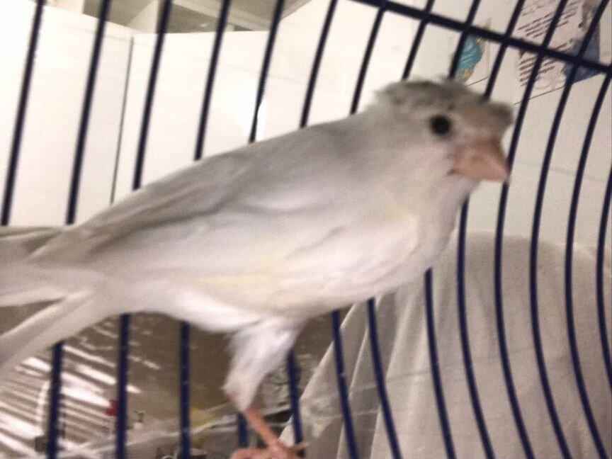 Пары канареек