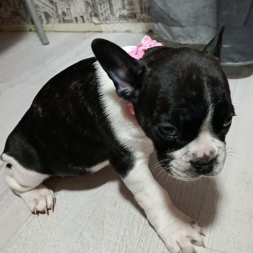 Французский бульдог, щенок