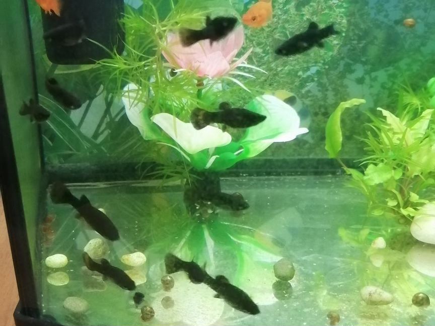 Моллинезия