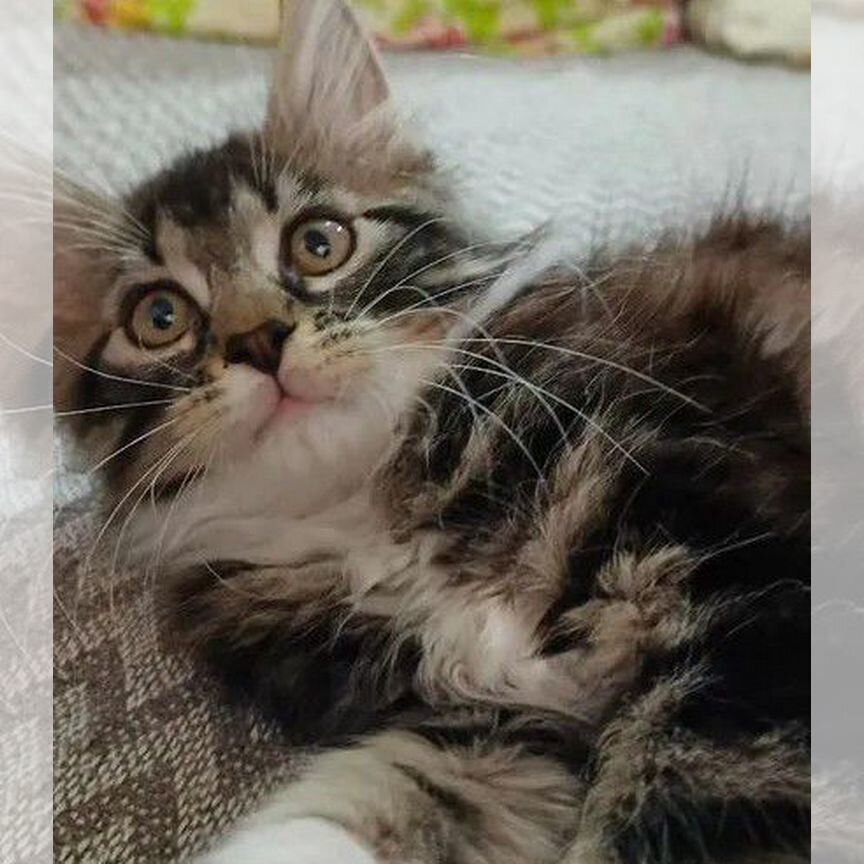 Мейн-кун котёнок