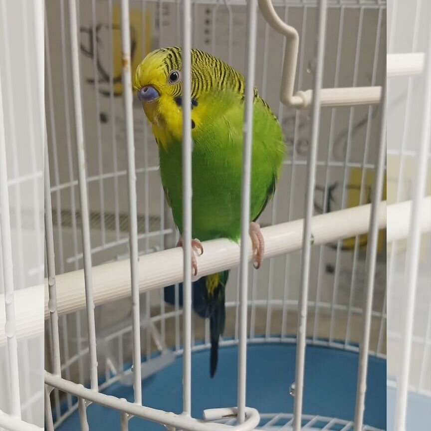 Волнистый попугай с клеткой