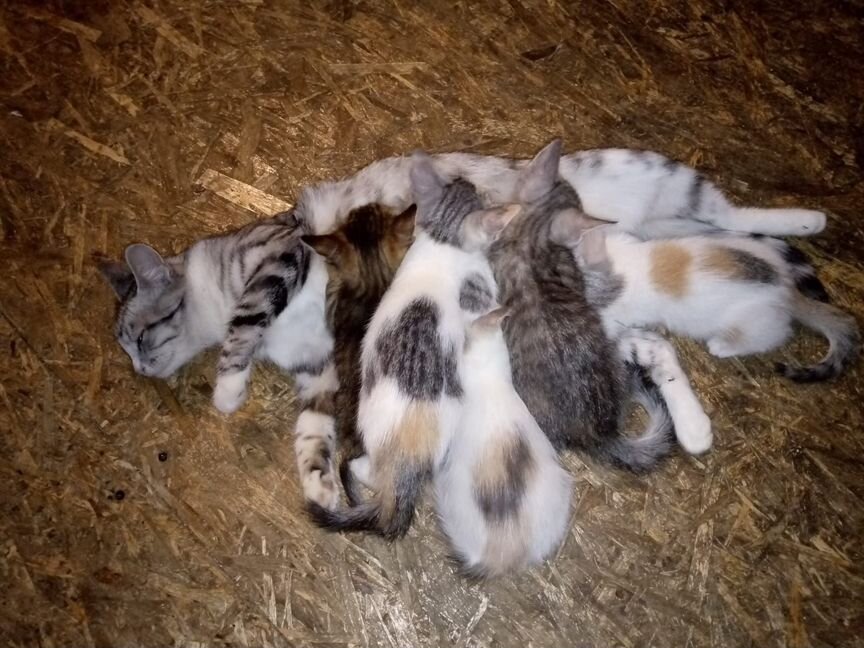 Отдаю котят