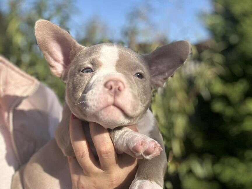 Щенки американского булли микро покет