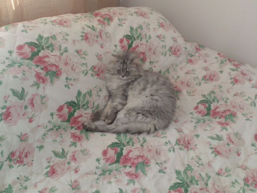 Кот сибирский в дом