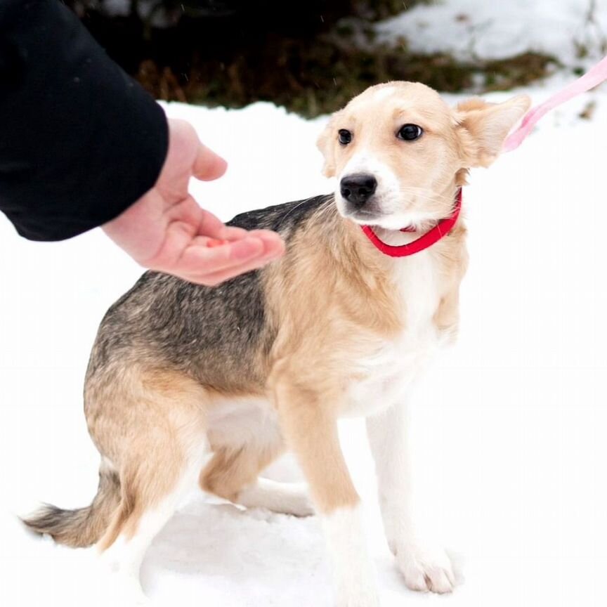 Щенок 3 месяца