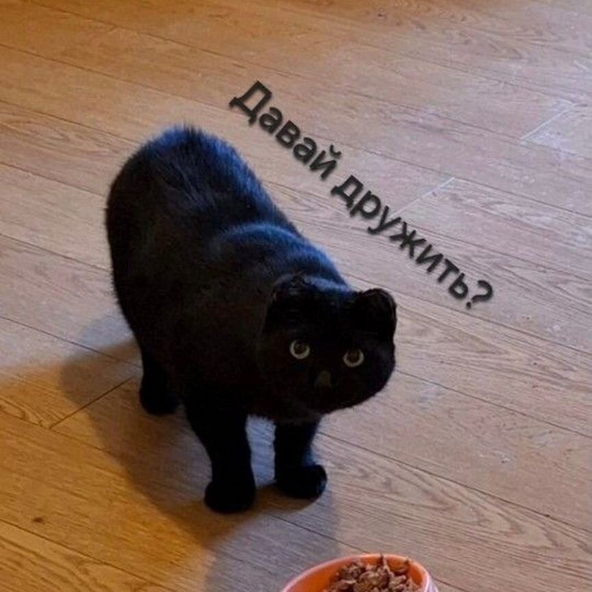 Кошечка устала ждать