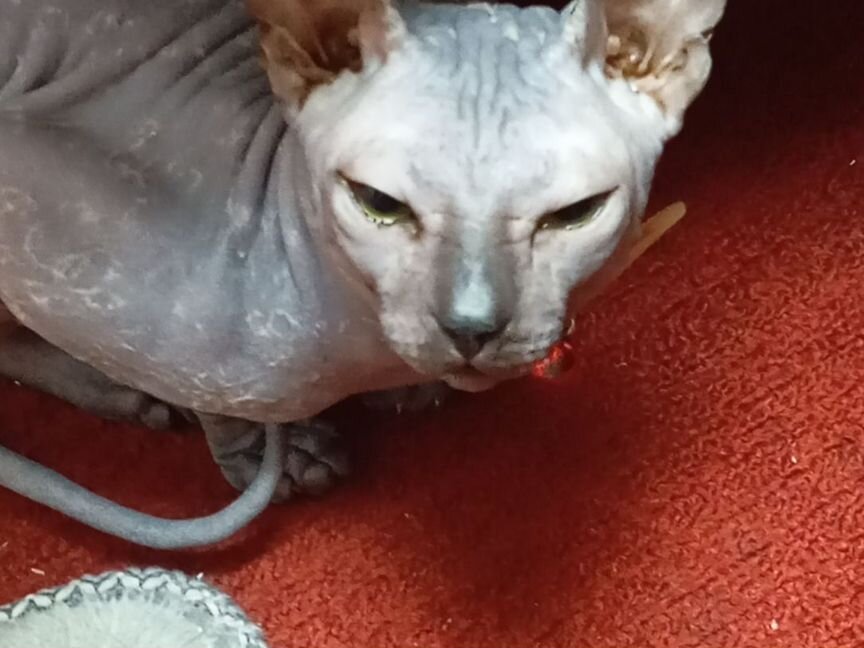 Донской сфинкс вязка