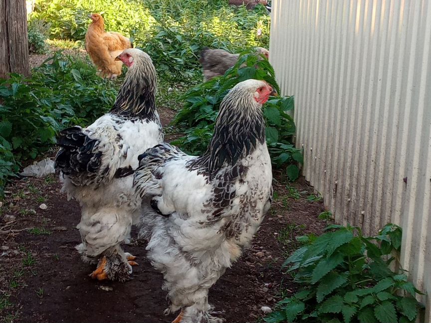 Молодые петухи погоды брама