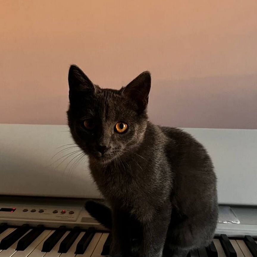 Котенок в хорошие руки Уфа