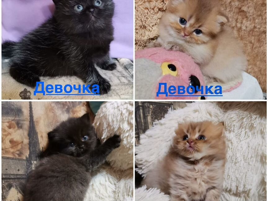 Британские котята