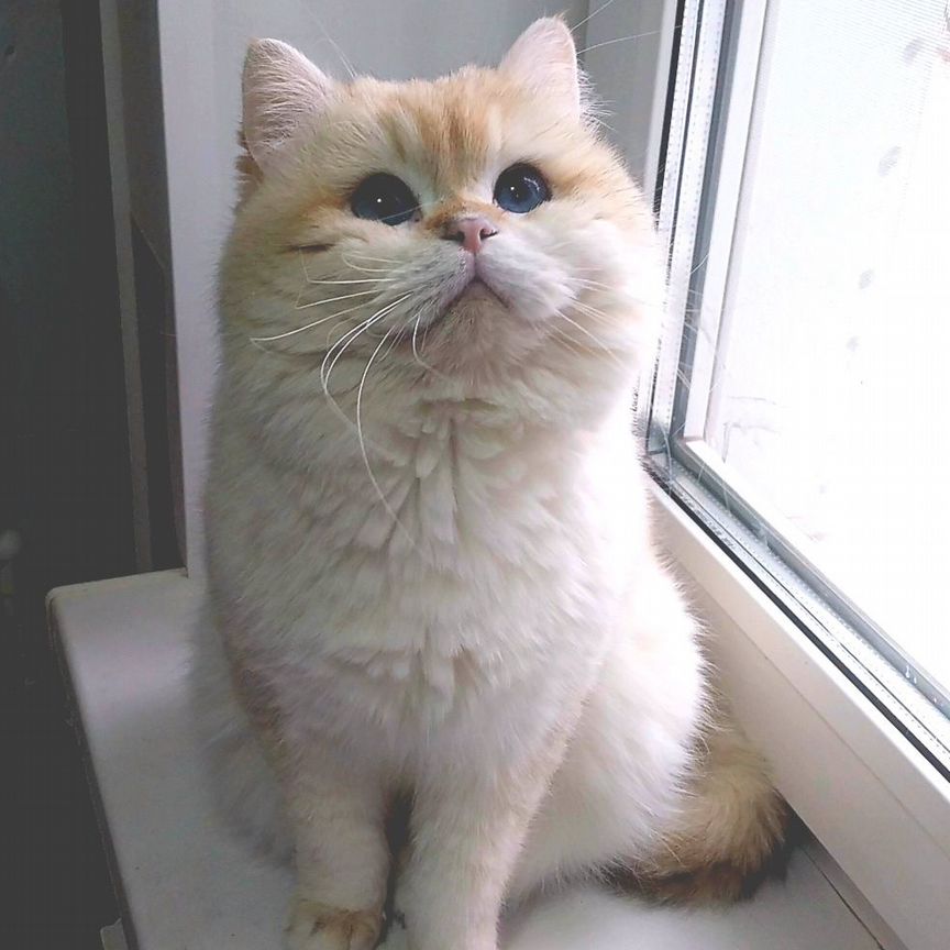 Британский короткошёрстный, взрослый кот