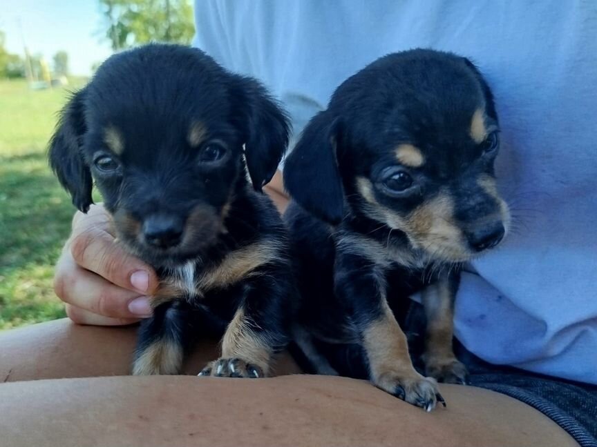 Щенки, вырастут до 4 кг