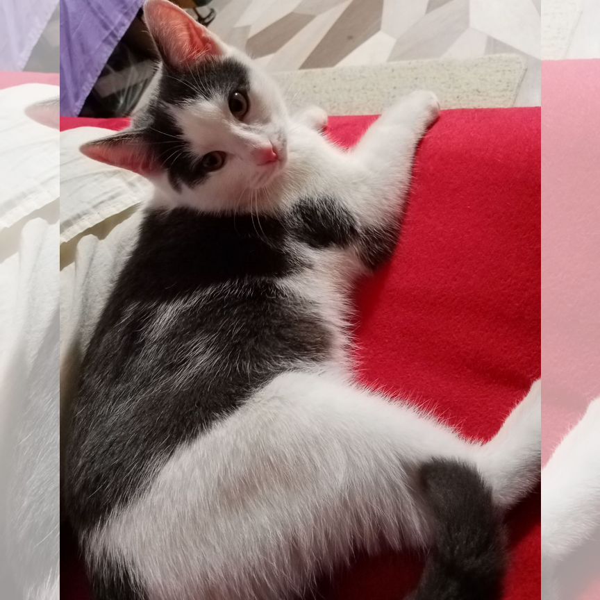 Взрослый кот в добрые руки