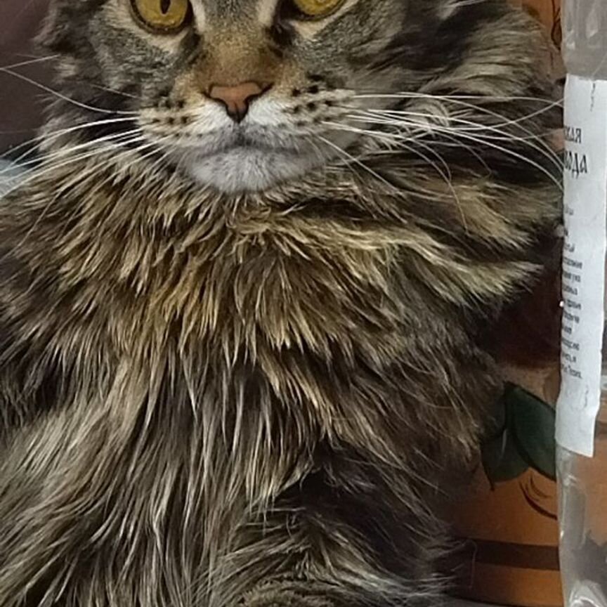 Майн кун бесплатно