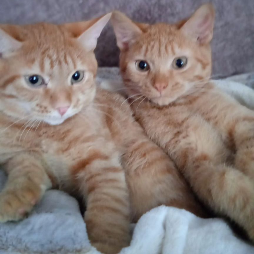 Отдам котят британской породы в хорошие руки