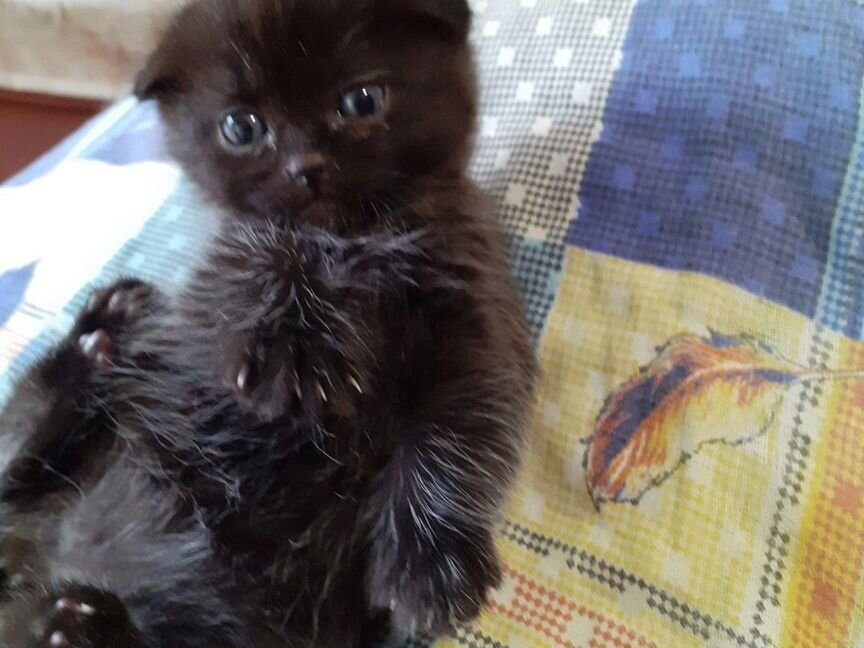 Шотландская вислоухая кошка