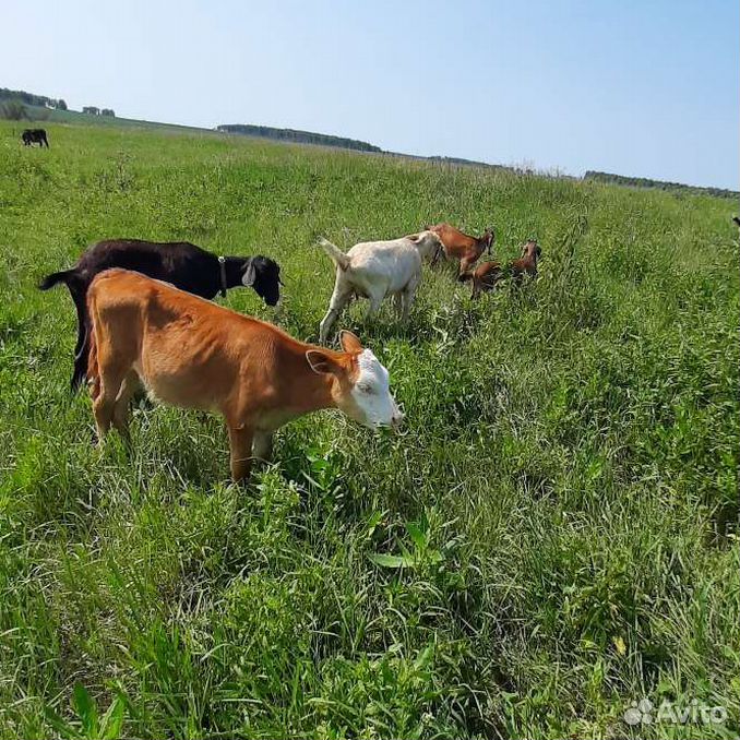 Продается телочка мясной породы