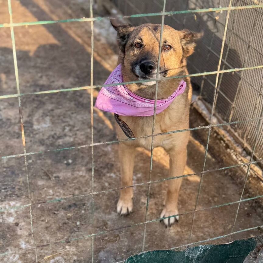 Лара живёт в приюте