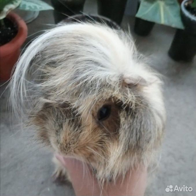 Морская свинка отдам