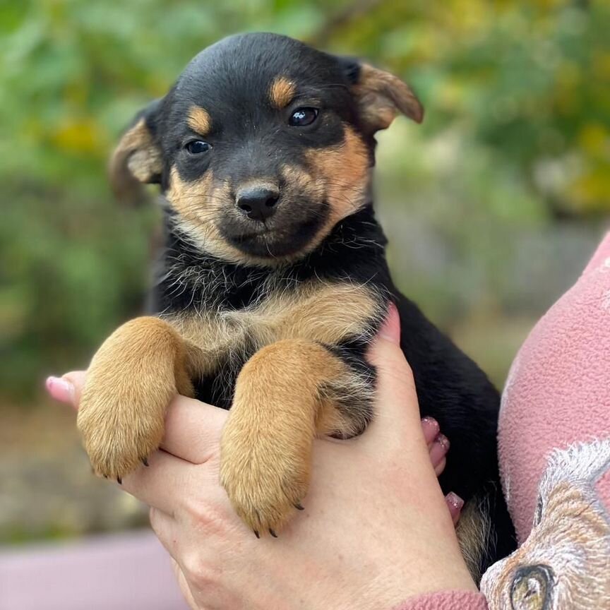 Малыши милашки в добрые руки