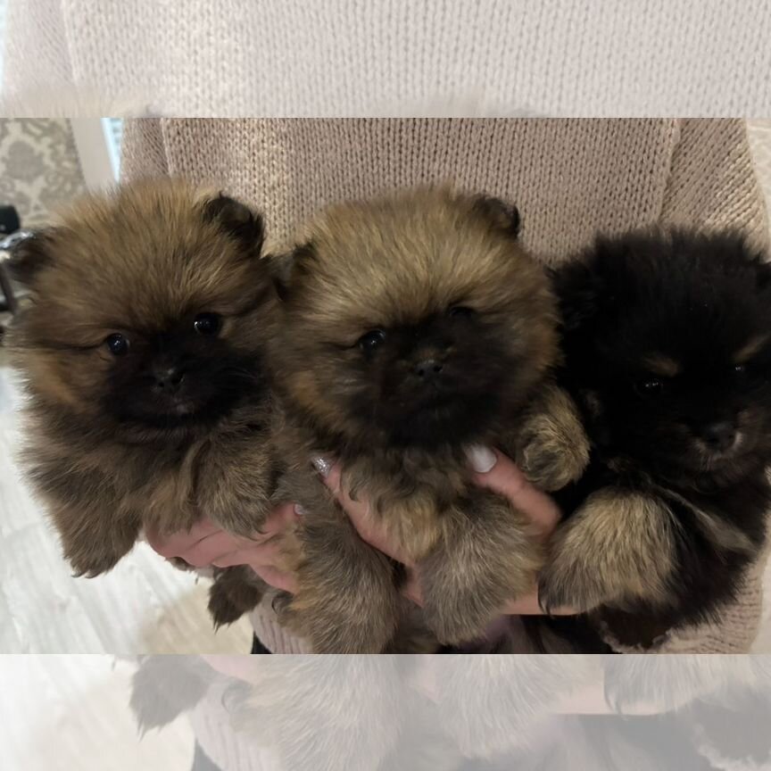 Померанский шпиц, щенок