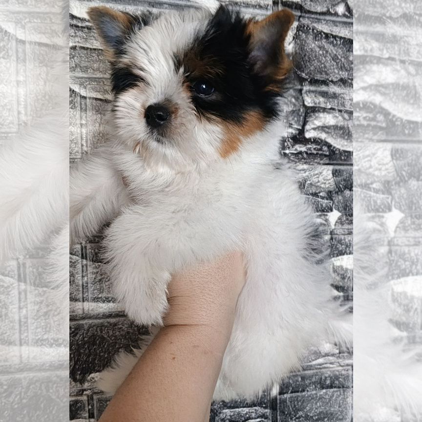 Бивер-йоркширский терьер, щенок