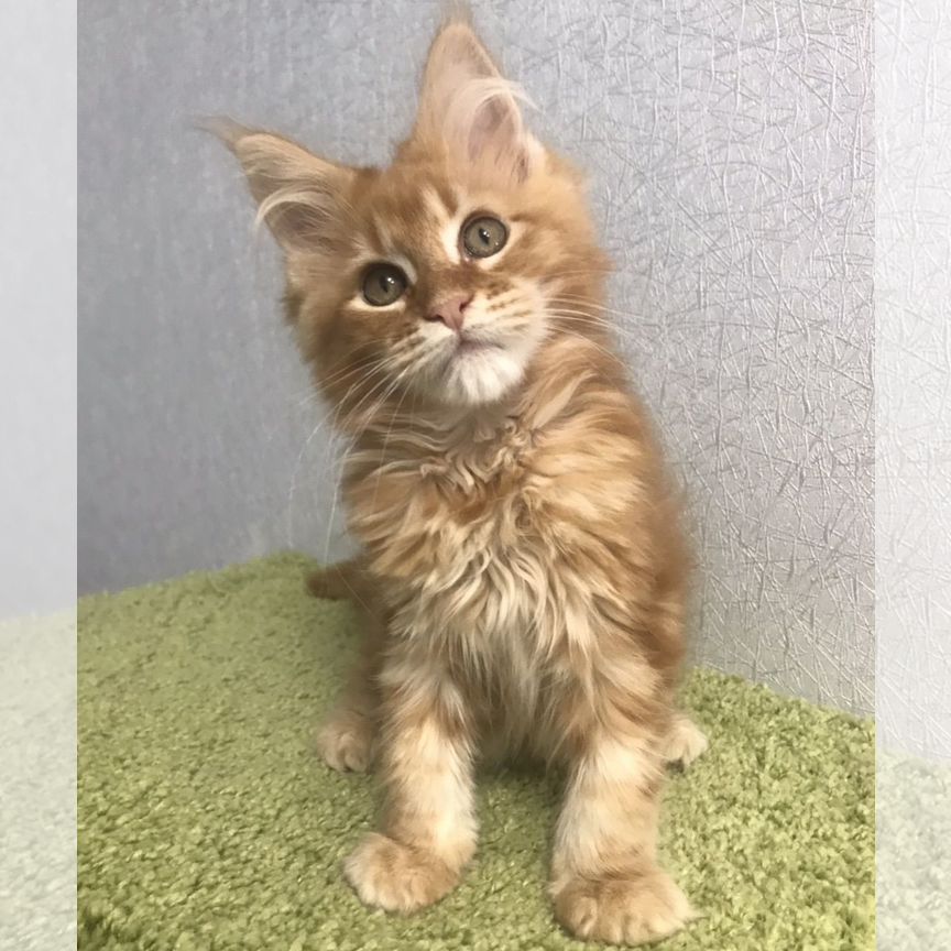 Кошечка мейнкун в любимцы