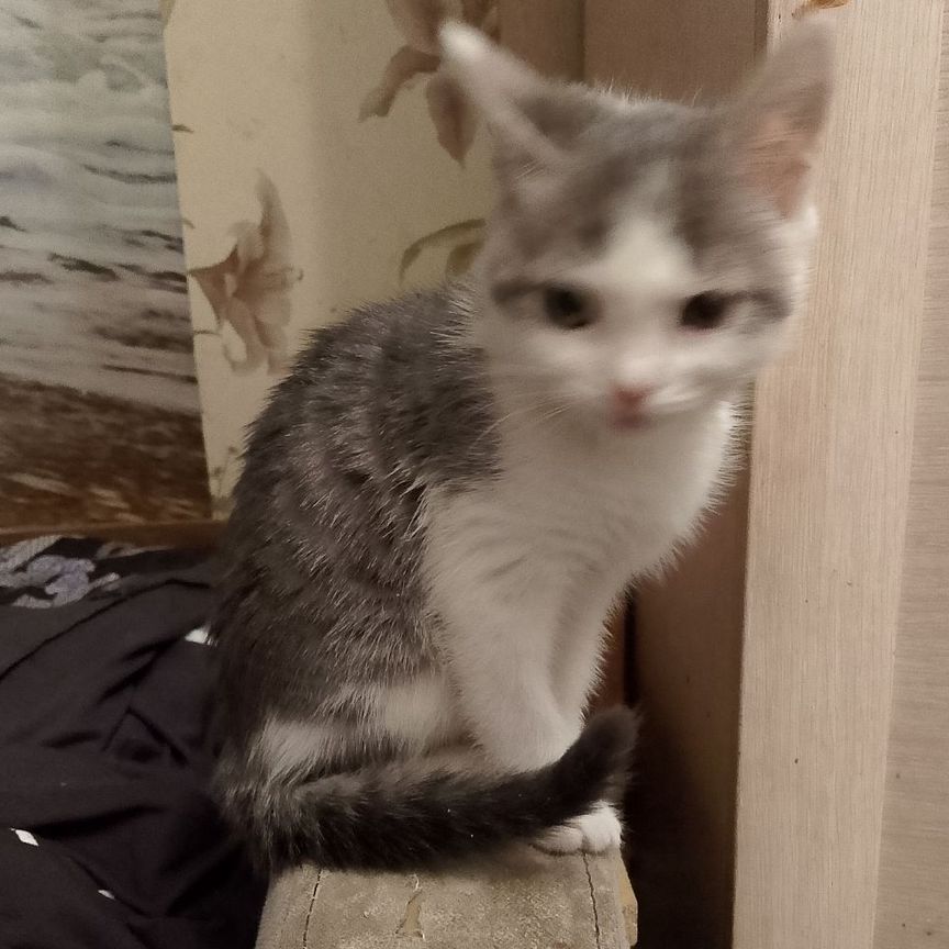 Ориентальный котёнок