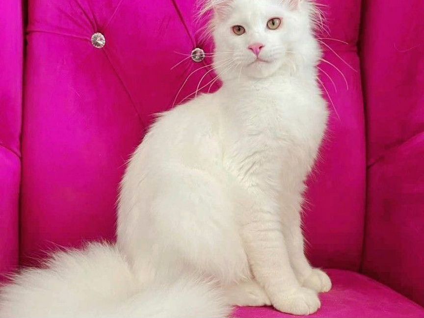 Котята мейн-кун мальчик 5 месяцев