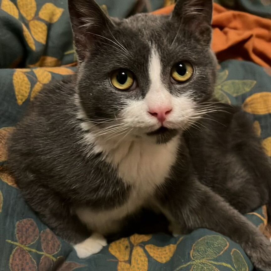 Маркус в поиске дома