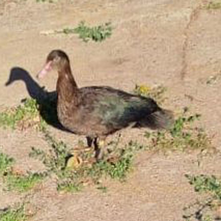 Мускусные утки