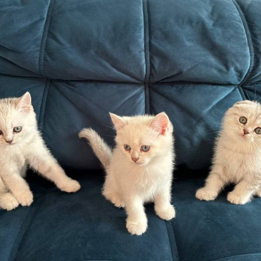 Шотландские котята