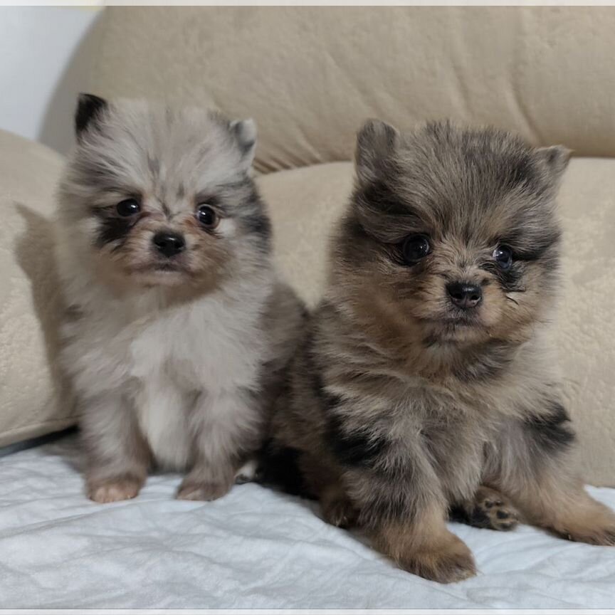 Померанский шпиц, щенок