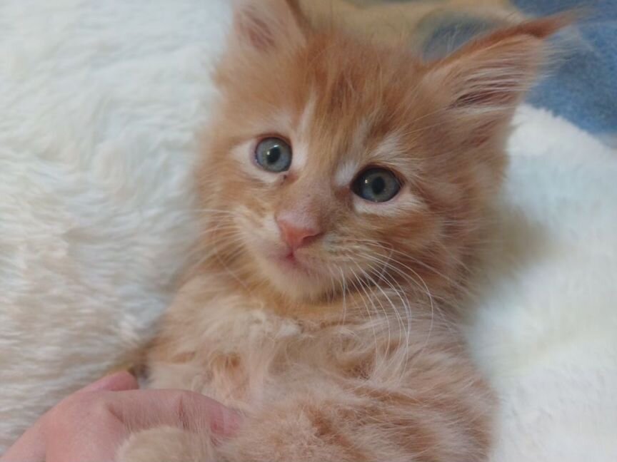 Мейн-кун котята