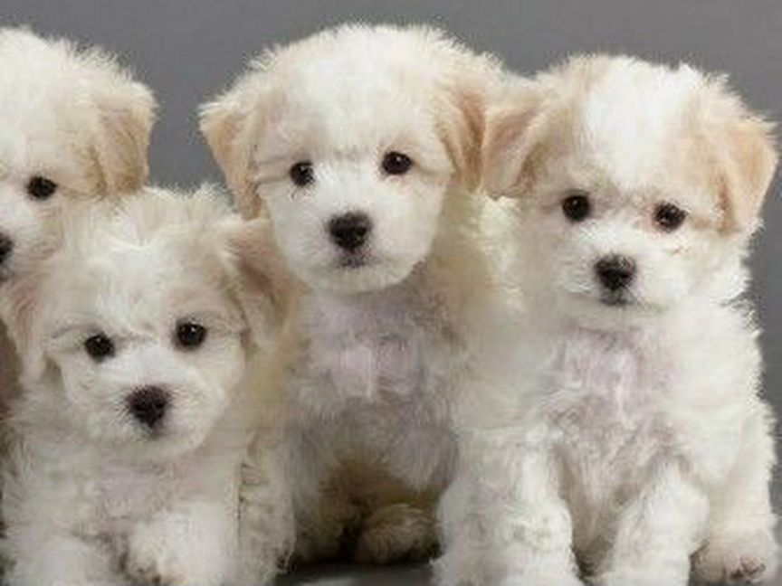 Сладкие малыши