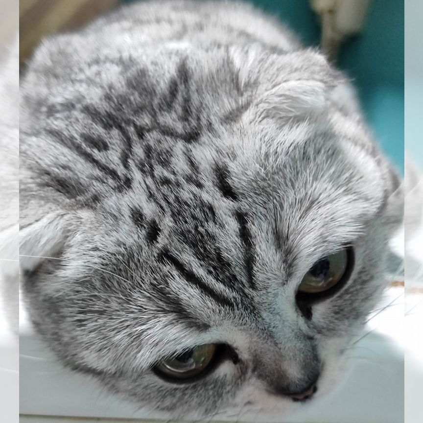 Шотландский вислоухий короткошёрстный котёнок