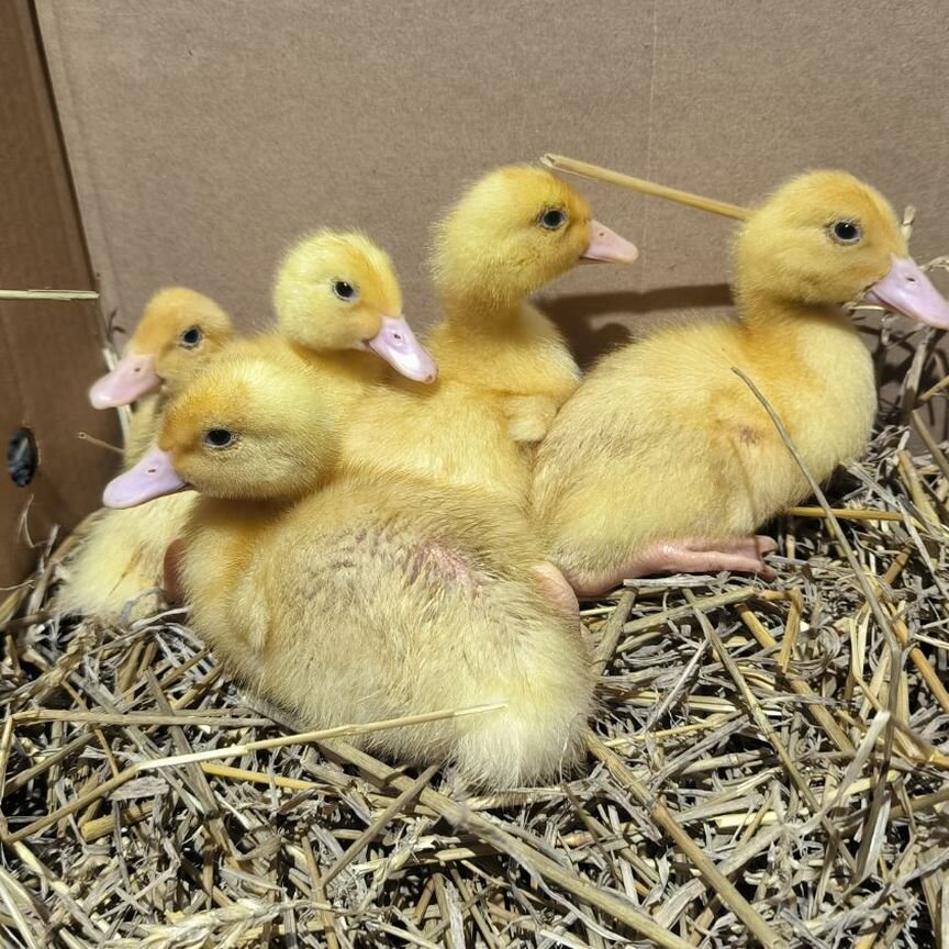 Недельные утята