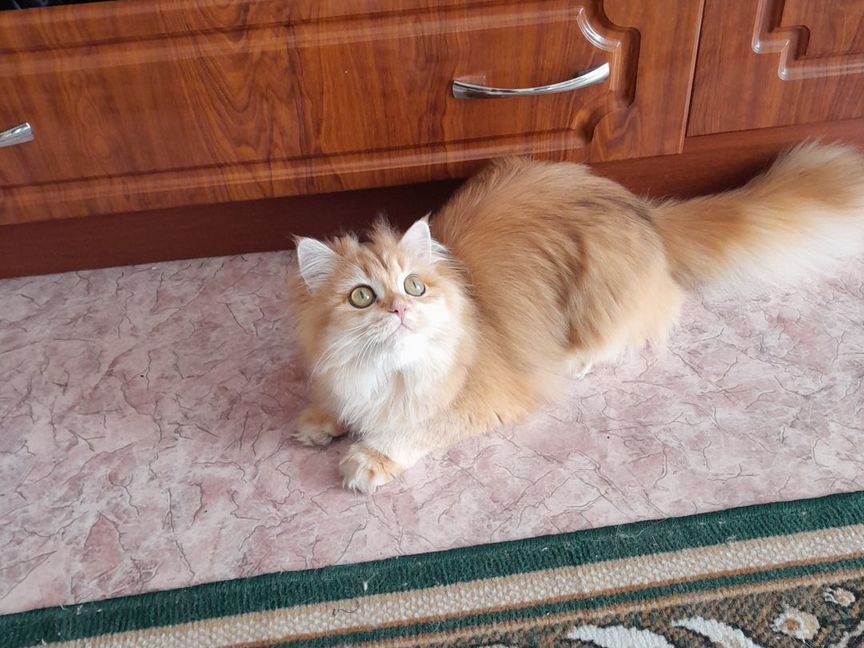 Британская золотая шиншилла