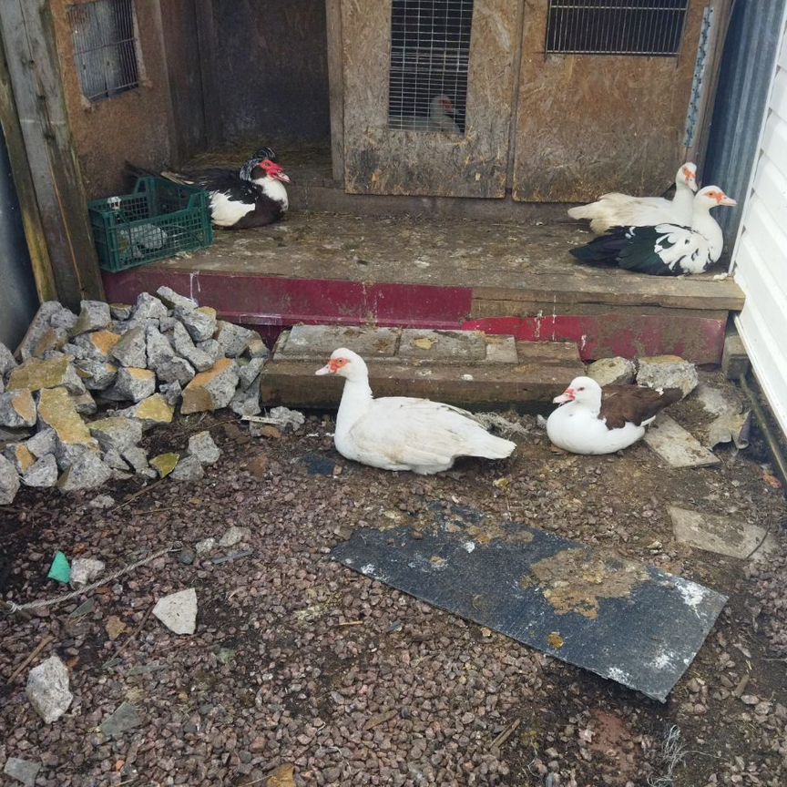 Мускусные утки