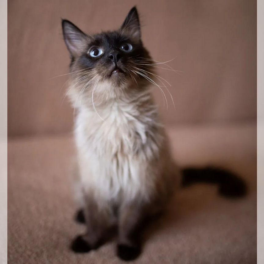 Тайский, взрослый кот