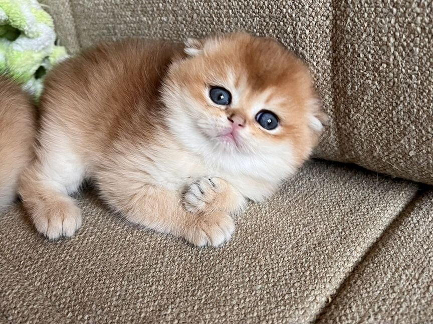 Шотландская вислоухая золотая шиншилла